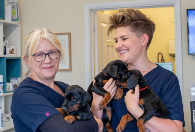 About Us | The House Vet