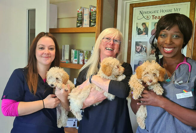 About Us | The House Vet