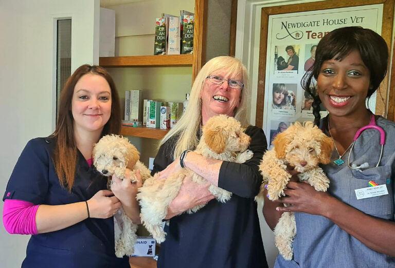 About Us | The House Vet