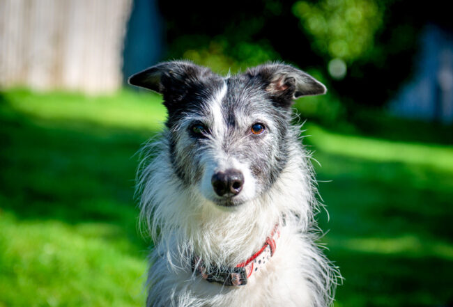 Animal cardiology | The House Vet