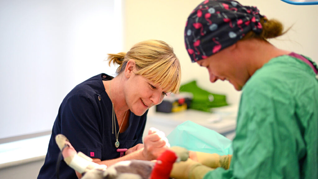 About Us | The House Vet