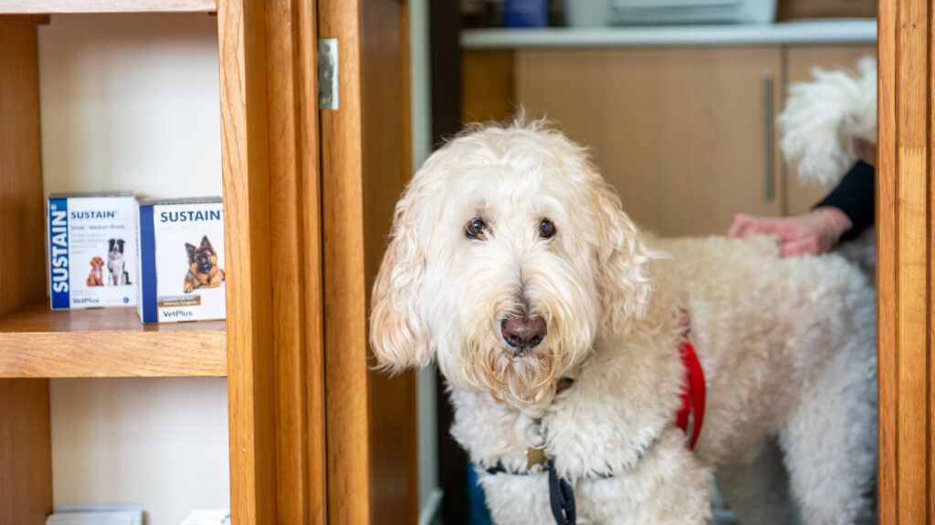 Services | The House Vet