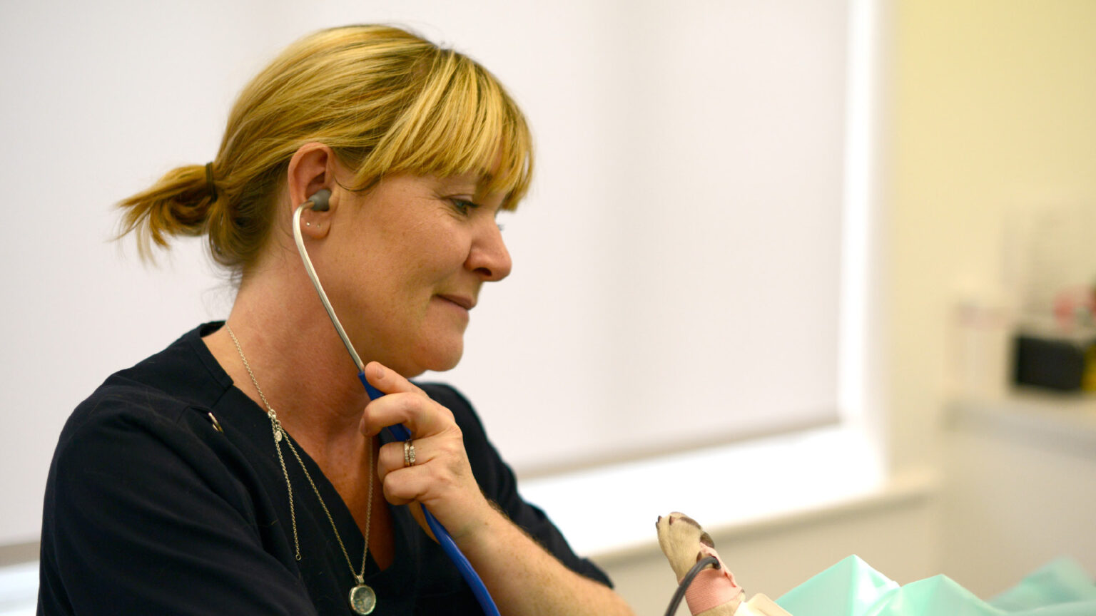 Services | The House Vet